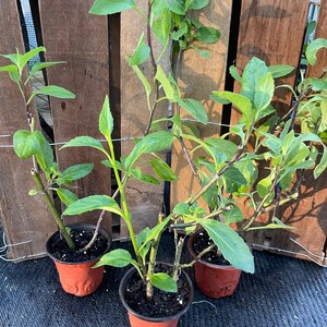 Longevity Spinach | LIVE POTTED PLANT | Gynura Procumbens - Etsy