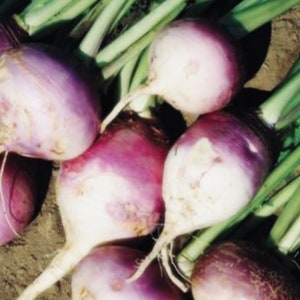 Turnip Purple Top White Globe | Heirloom SEEDS - Etsy
