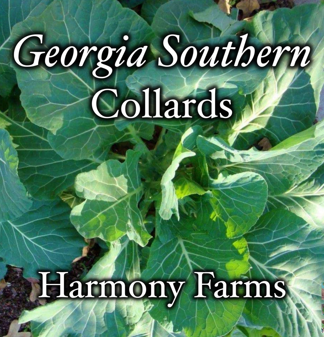 Georgia Southern Collards | Brassica Oleracea | Heirloom SEEDS - Etsy