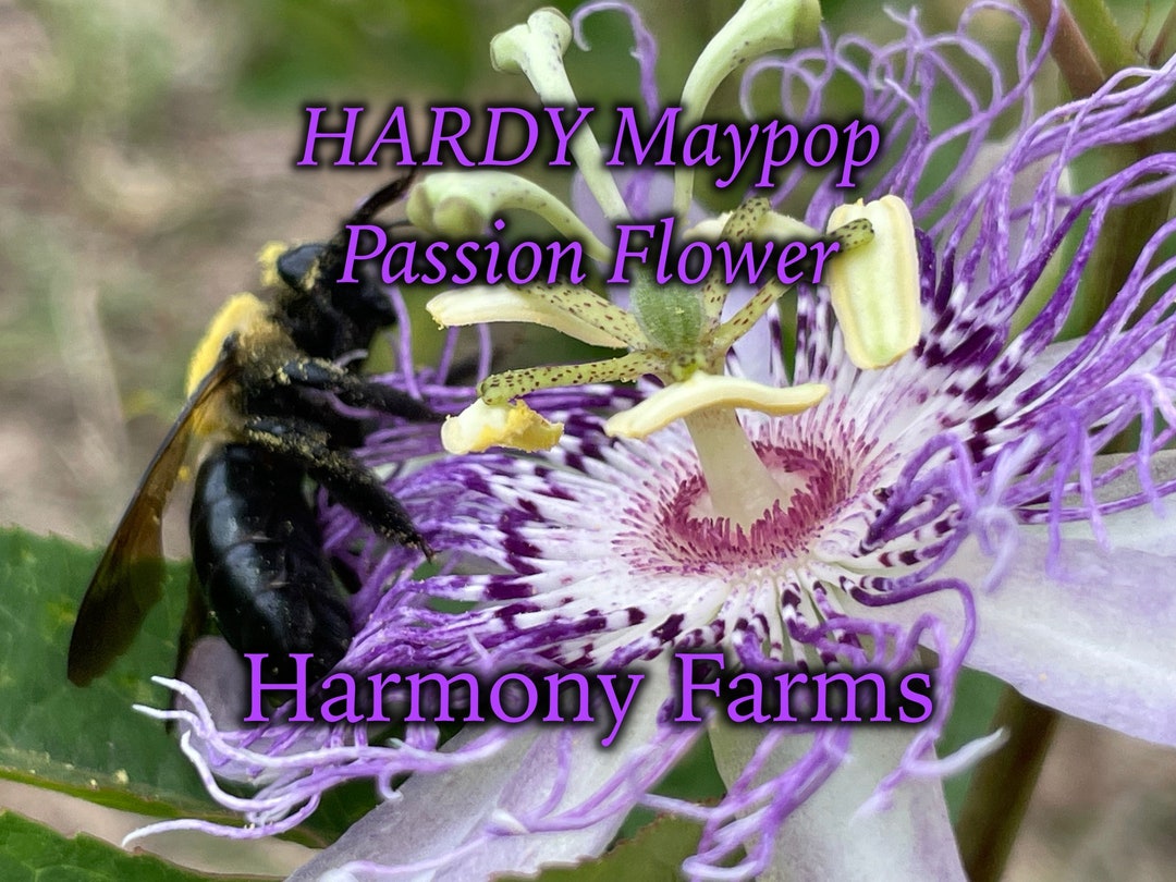 Maypop Passion Flower LIVE PLANT Hardy Passiflora Incarnata - Etsy