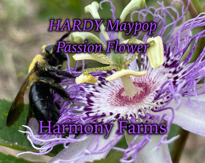 Maypop Passion Flower | LIVE PLANT | Hardy - Passiflora Incarnata - Etsy