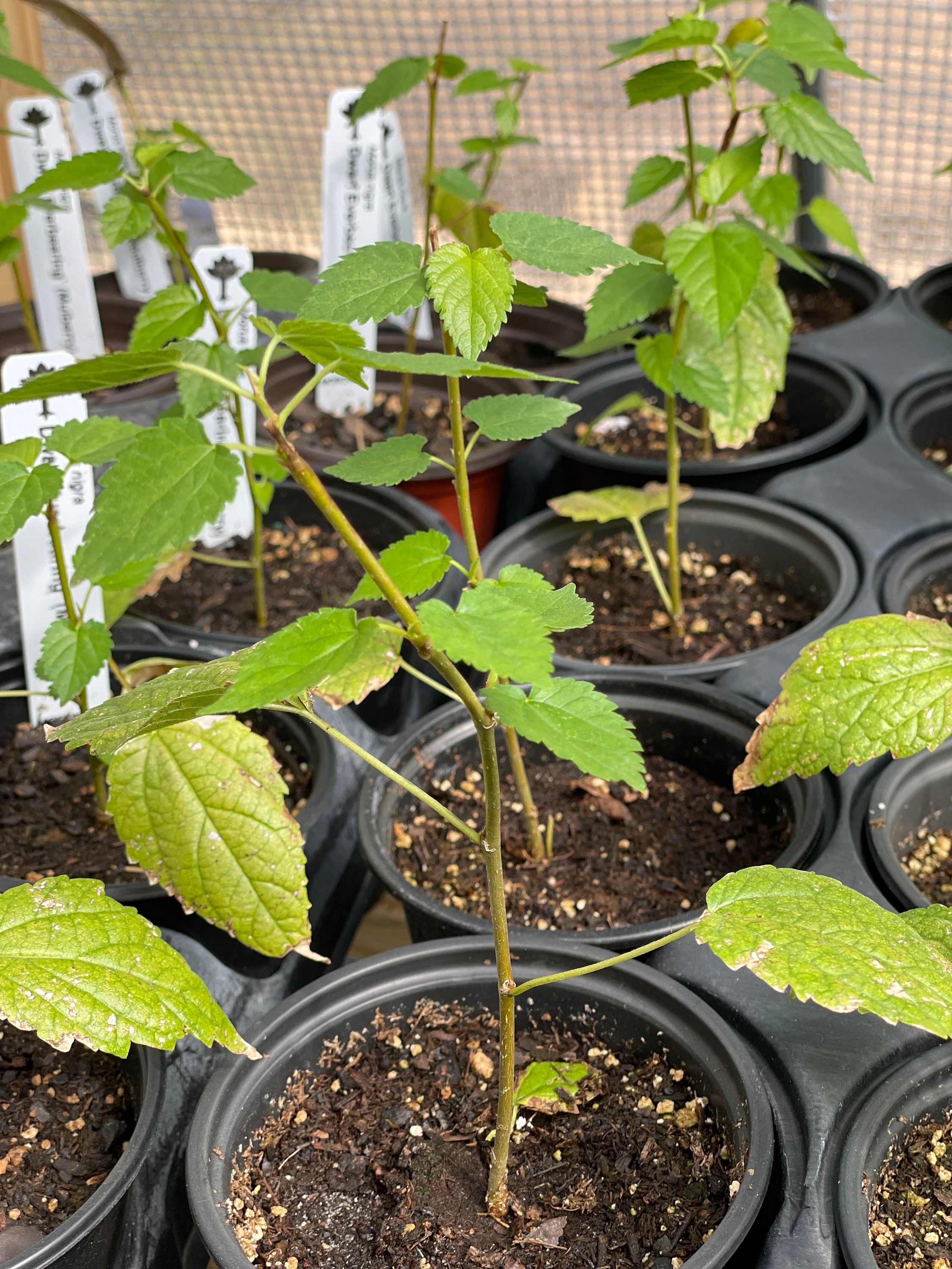 Dwarf Everbearing Mulberry Tree Morus Nigra Live Potted Plant - Etsy