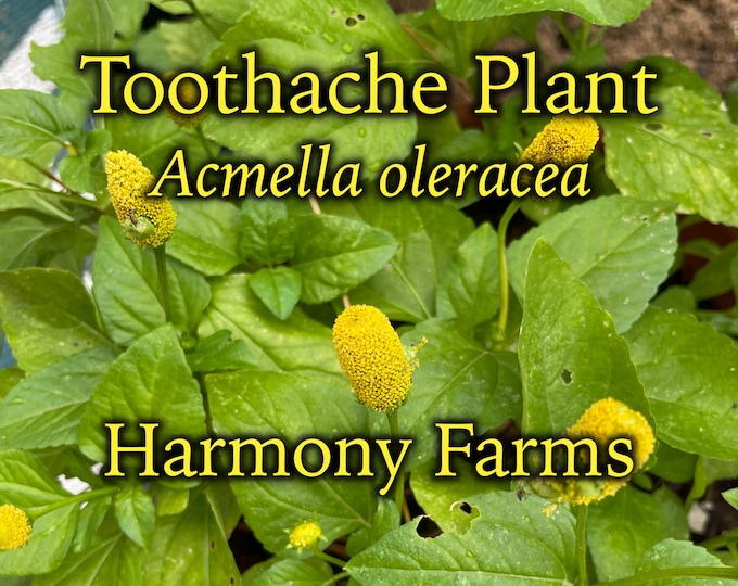 Toothache Plant | LIVE PLANT | Acmella Oleracea - Etsy
