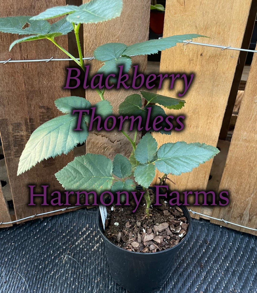 Blackberry Thornless | LIVE Potted PLANT | Natchez - Etsy