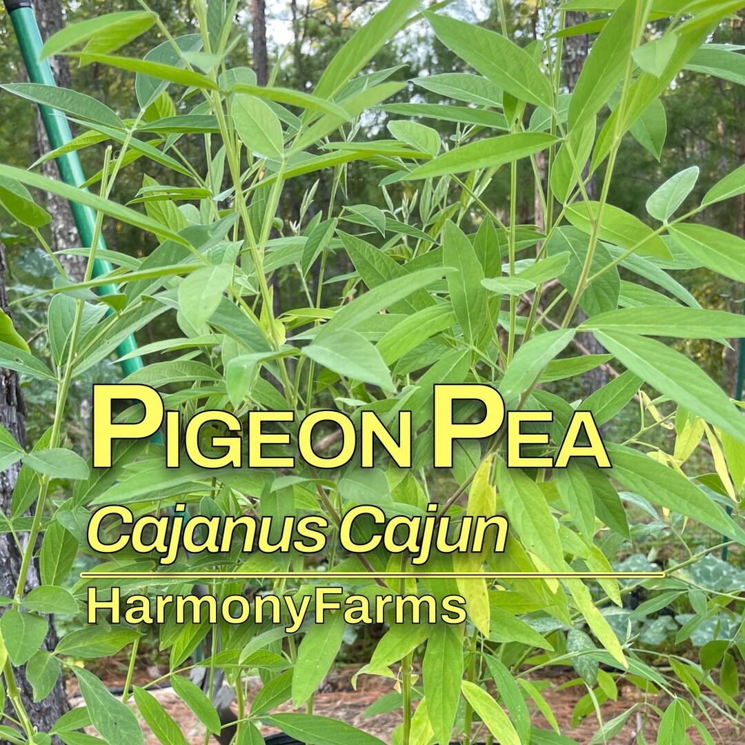 Pigeon Pea | Cajanus Cajun | LIVE Potted Plant - Etsy
