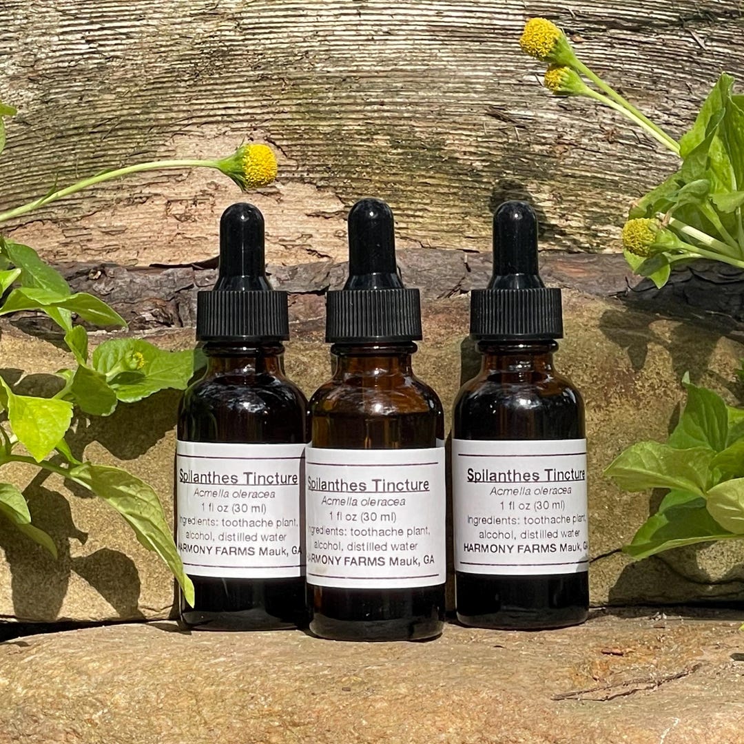 Spilanthes (toothache) Tincture 1 Oz | Acmella Oleracea | Wildcrafted ...