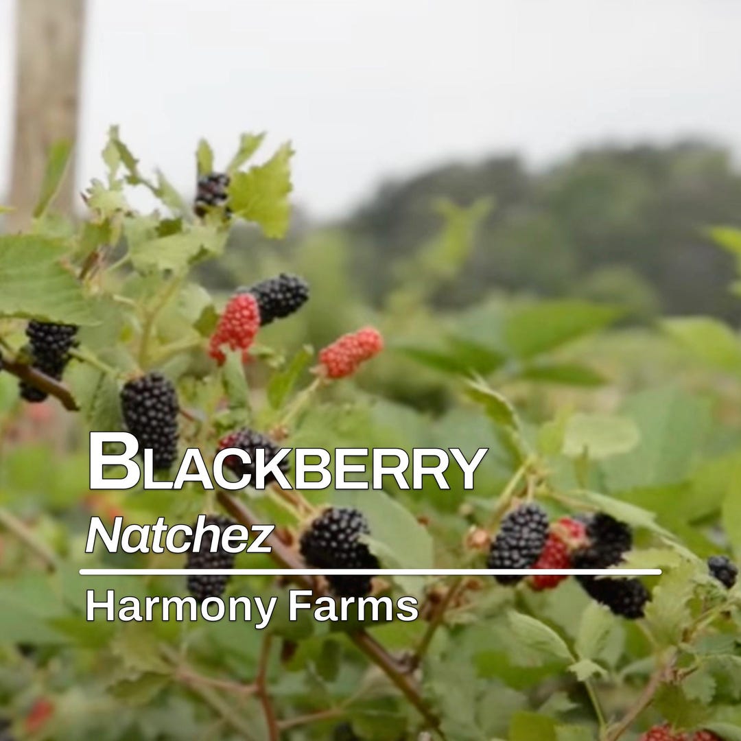 Blackberry Thornless | LIVE Potted PLANT | Natchez - Etsy