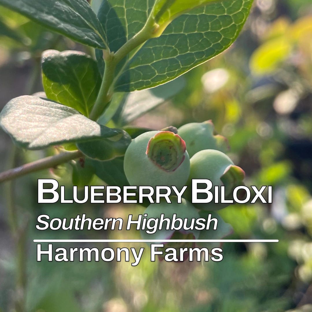 Biloxi Blueberry | Vaccinium Virgatum | ‘biloxi’ | LIVE PLANT - Etsy