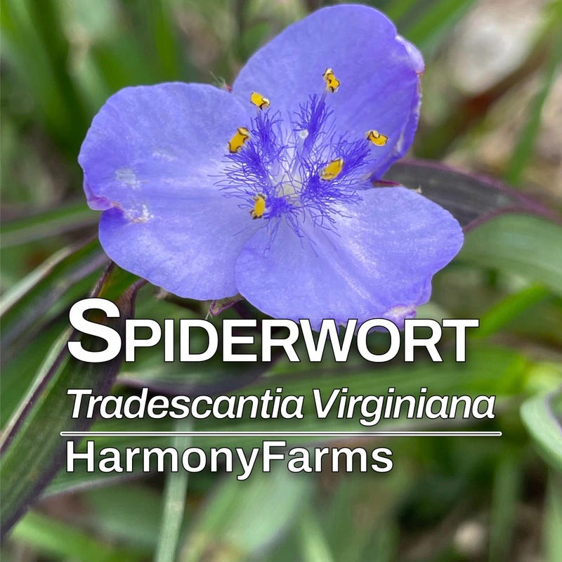 Spiderwort - Etsy