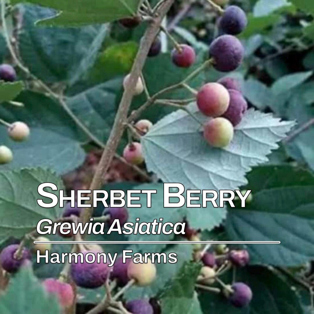 Sherbet Berry Plant | Phalsa | Grewia Asiatica | LIVE POTTED Plant - Etsy