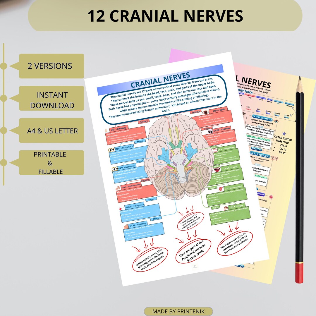 12 Cranial Nerves Sheet: Neuro Anatomy Nursing Assessment PDF (A4 & US ...