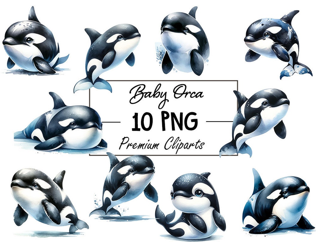 Playful Baby Orca Collection - 10 PNG Digital Files, Instant Download ...