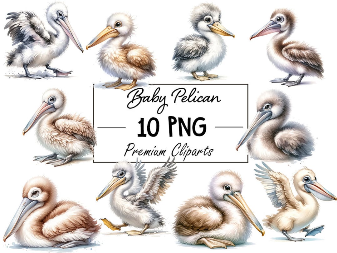 Adorable Baby Pelican Clipart Collection - 10 PNG Digital Files ...
