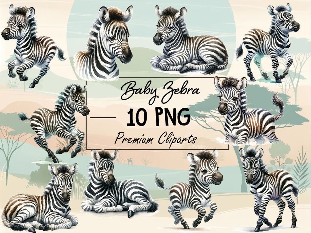 Exquisite Baby Zebra PNG Collection - Set of 10 Striking Zebra Foal ...