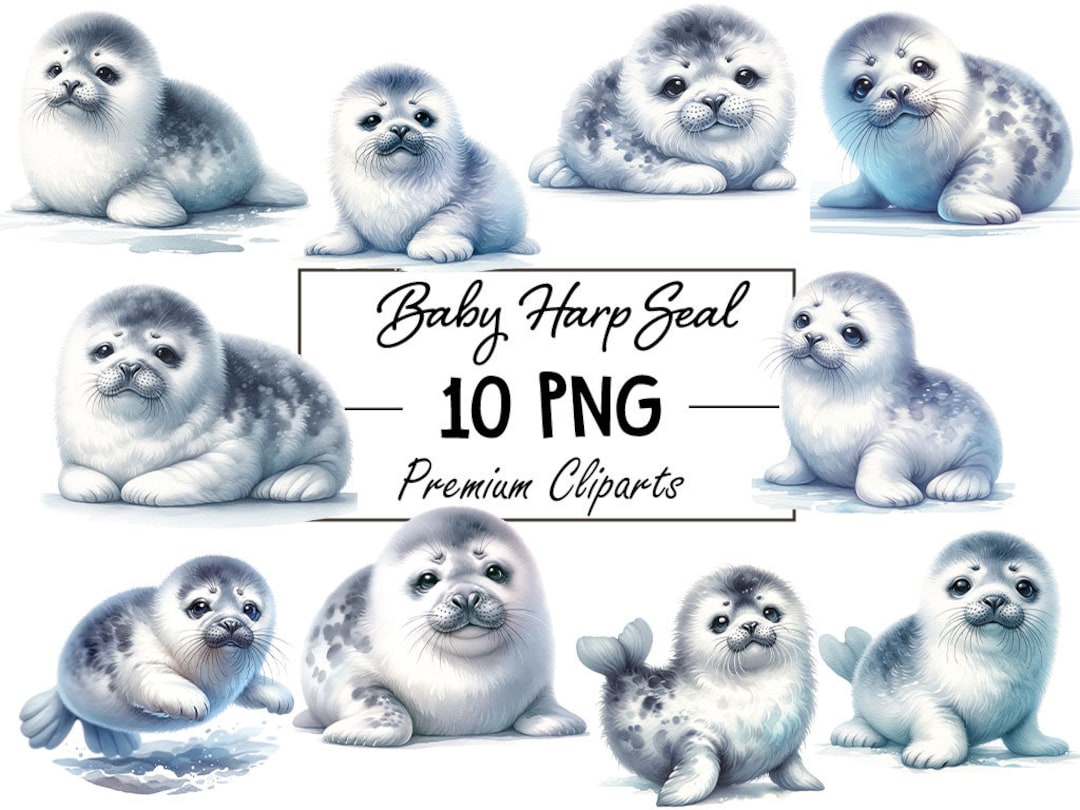 Cute Baby Harp Seal Collection - 10 PNG Digital Files, Instant Download ...