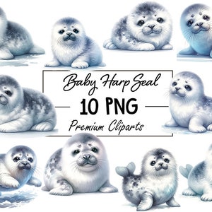 Cute Baby Harp Seal Collection - 10 PNG Digital Files, Instant Download ...