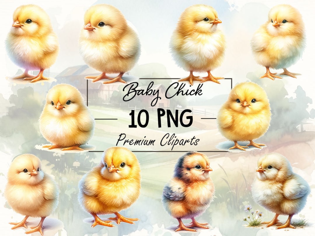 Sweet Baby Chick PNG Collection - 10 Adorable Chick Images for Creative ...