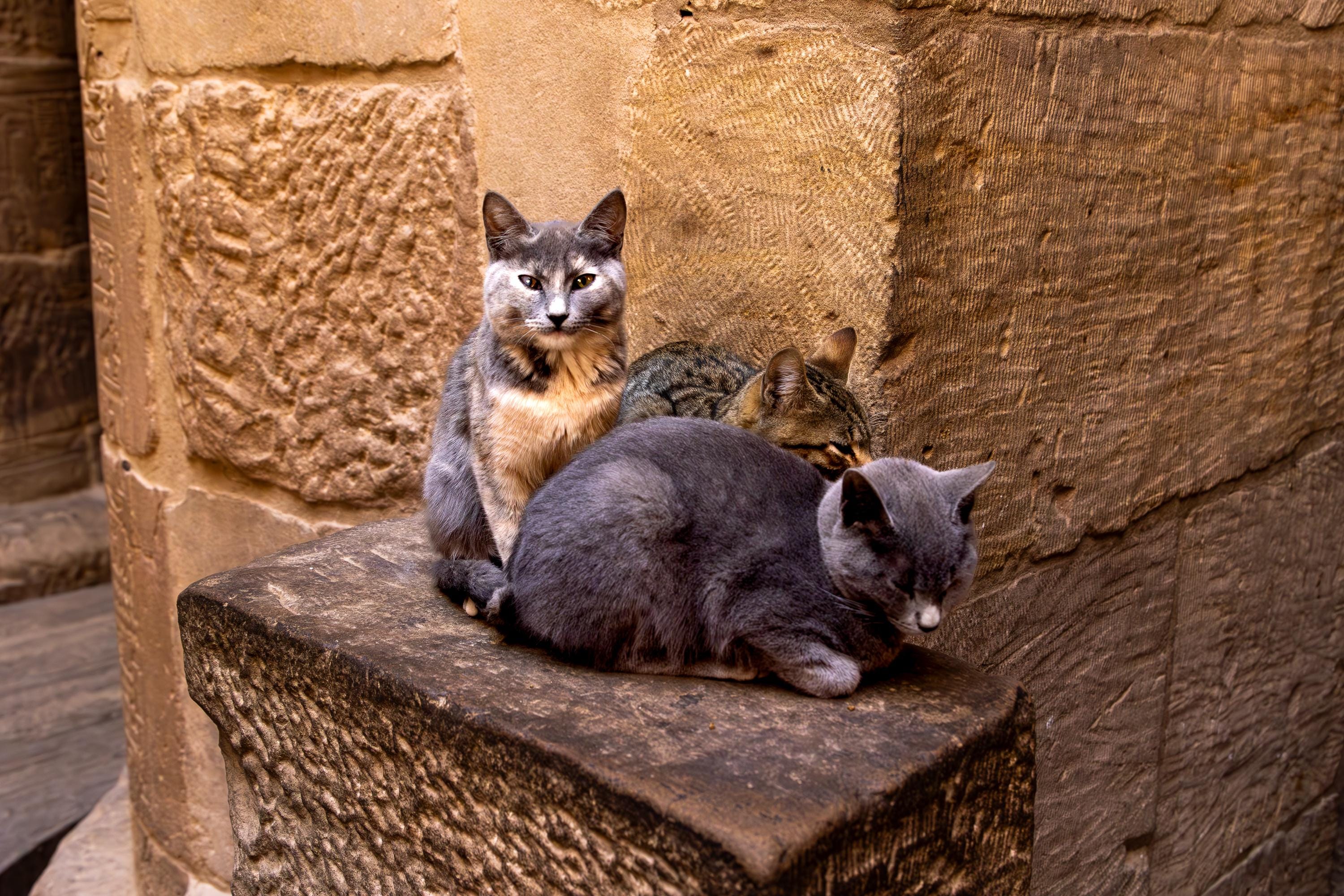 Canvas Photograph of Egyptian Temple Cats - Etsy