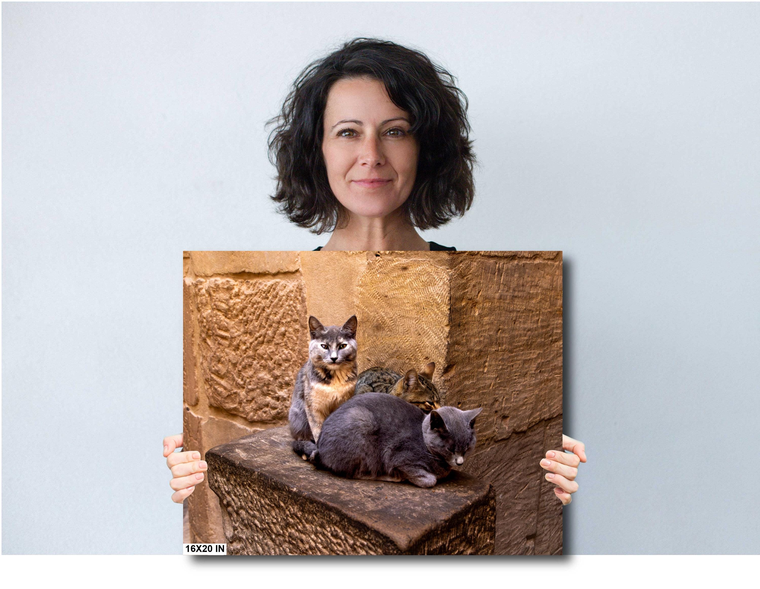 Canvas Photograph of Egyptian Temple Cats - Etsy