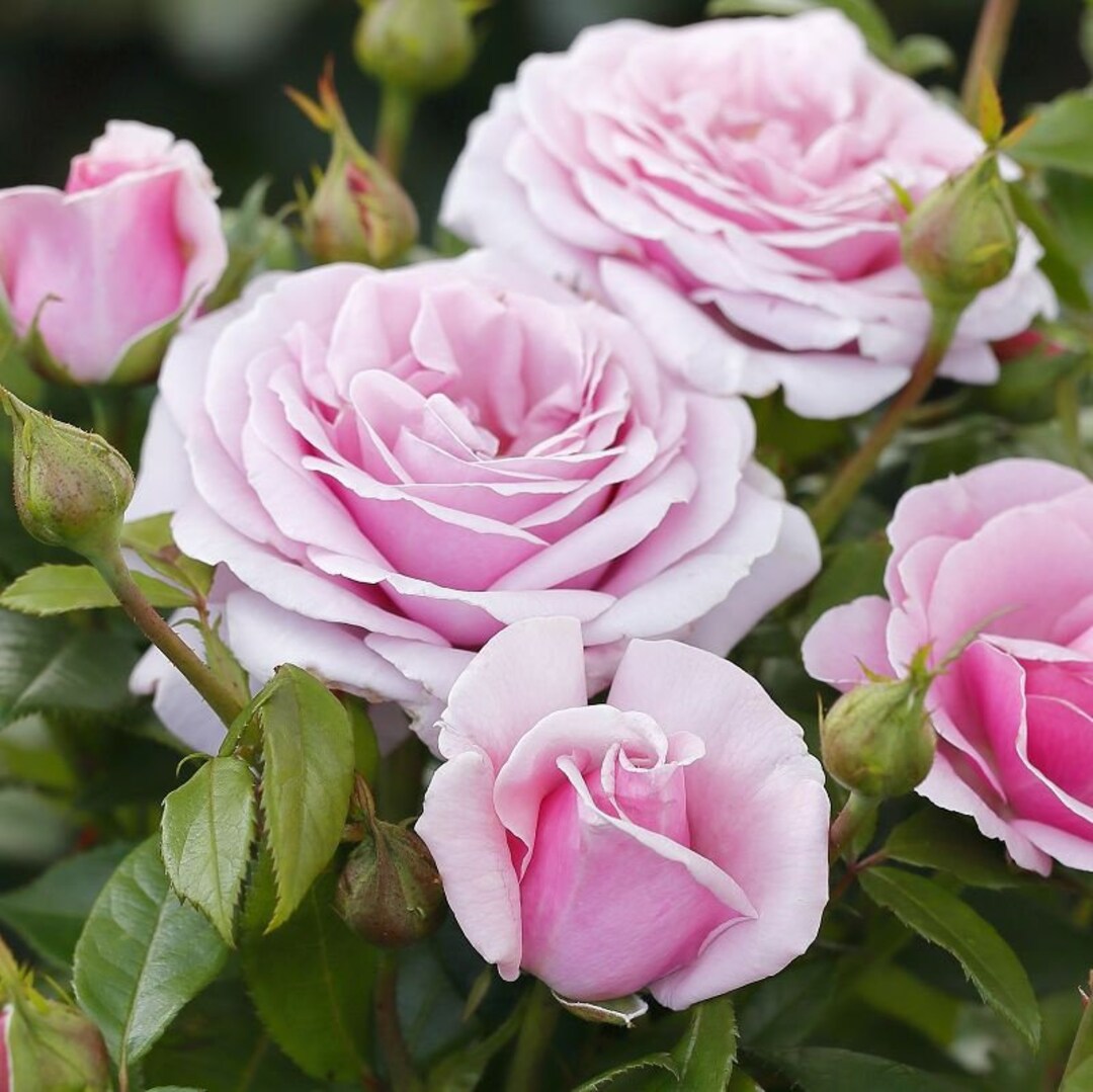Rare Shrub Roses azure Serenity Bare Root Starter Plant Live Plant ...