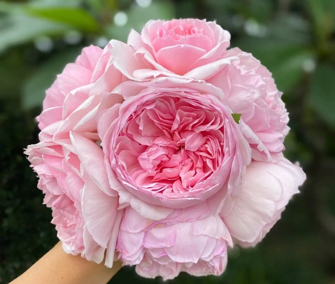 Rare Climbing Roses pink Chiffon Ship With Root Ball, Fit 35 Pot ...