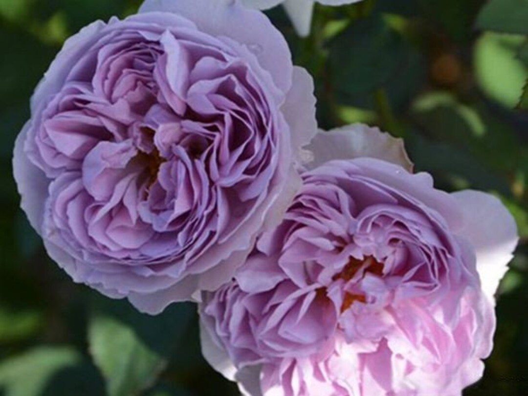 Rare Shrub Roses lilas Bare Root Starter Plant Live Plant Garden Rose ...