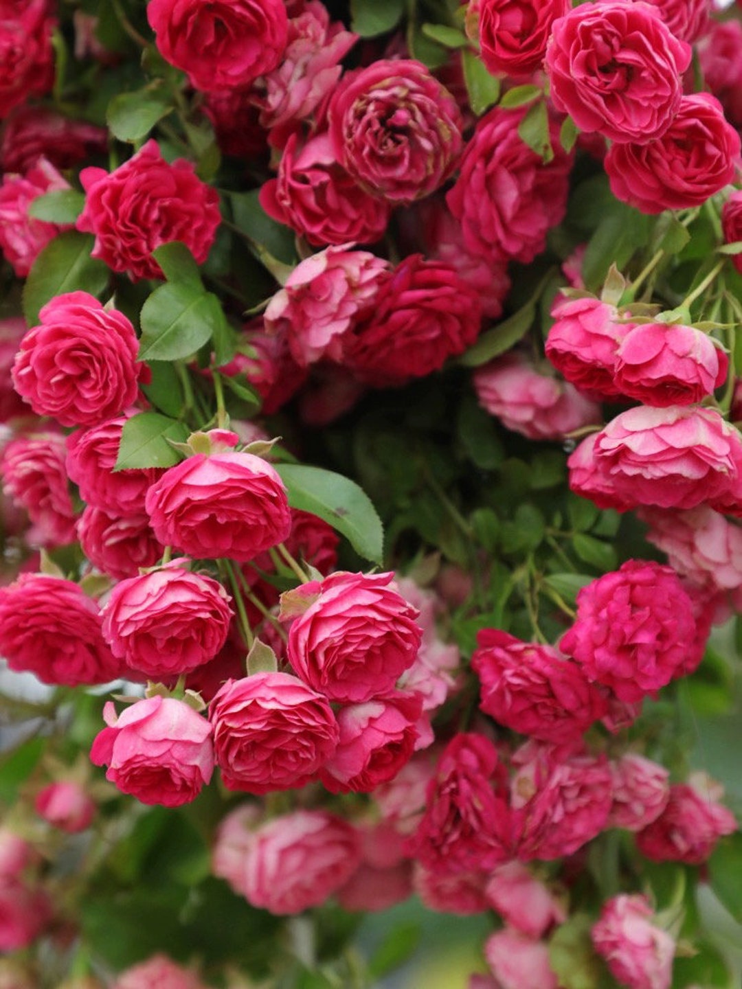 Rare Climbing Roses rouge Bare Root Starter Plant Live Plant Outdoor ...