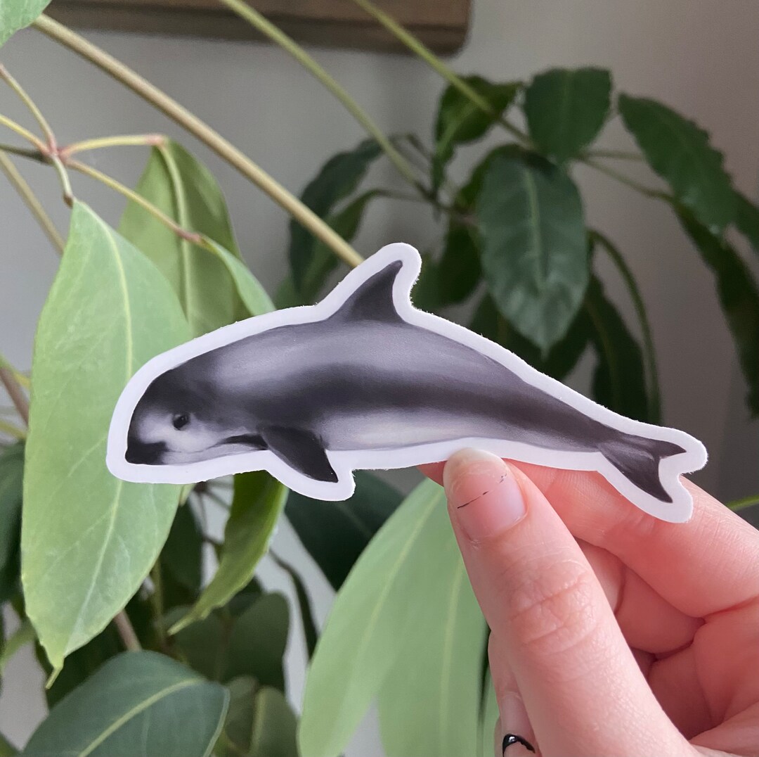 Vaquita Sticker: Marine Life Cetacean Vinyl - Etsy