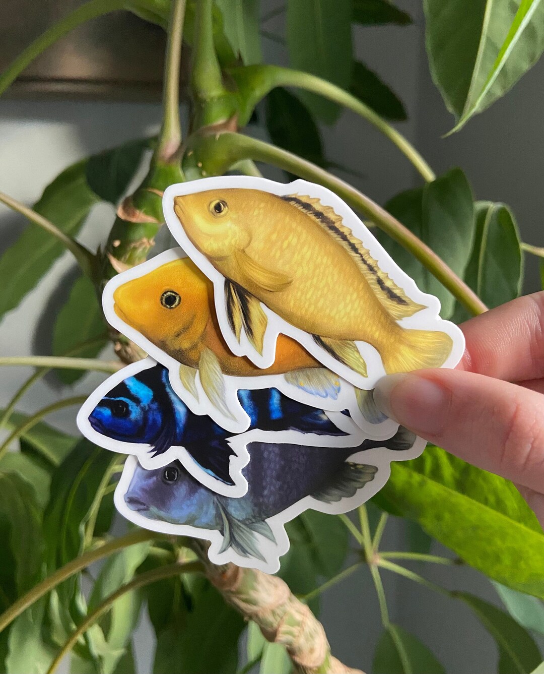 African Cichlid Fish Stickers: Waterproof Vinyl - Etsy