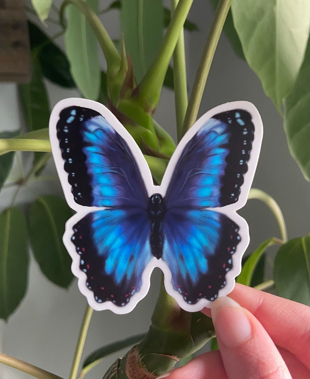 Morpho Butterfly Sticker | Opaque and Transparent, Morpho Sticker ...