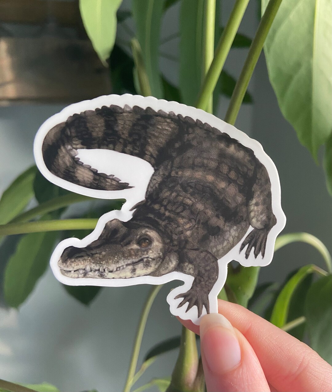 Spectacled Caiman Sticker: Waterproof Vinyl Reptile - Etsy
