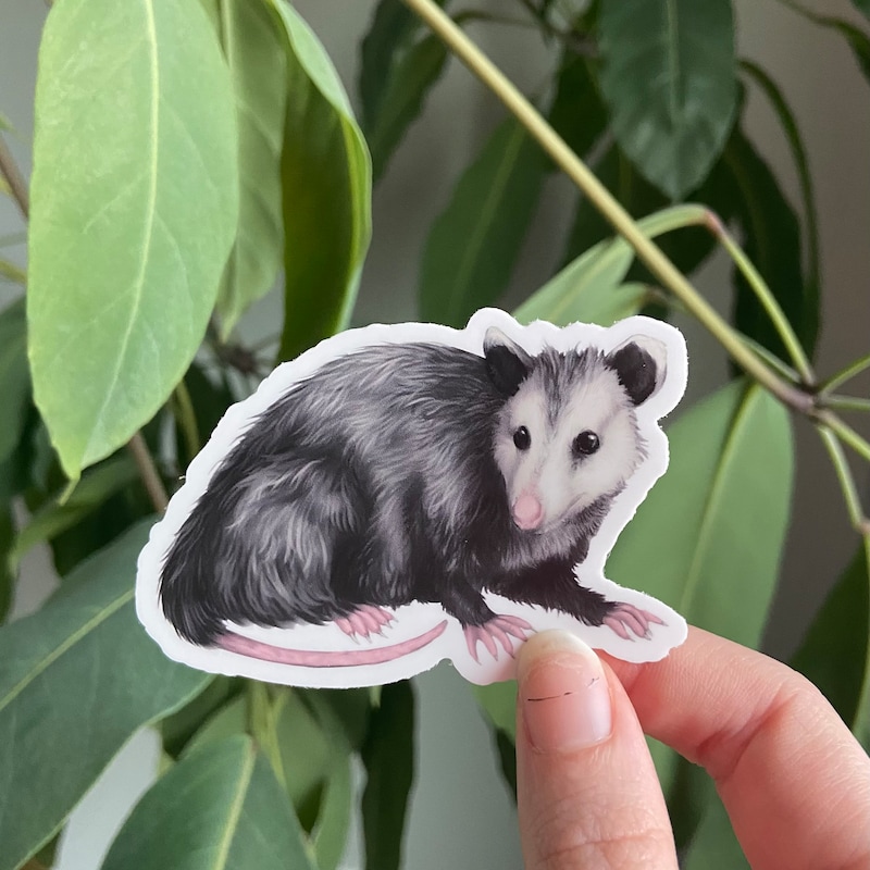 Opossum Stickers - Etsy