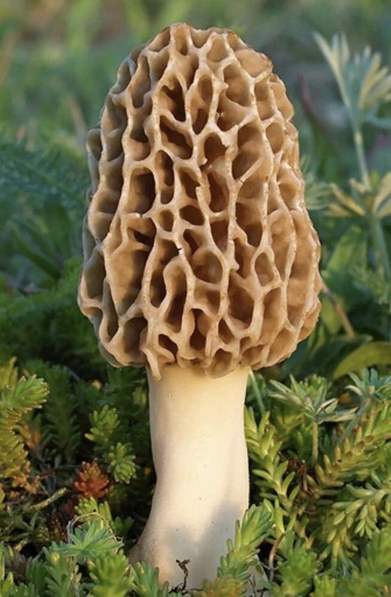 White Morel Liquid Culture - Etsy
