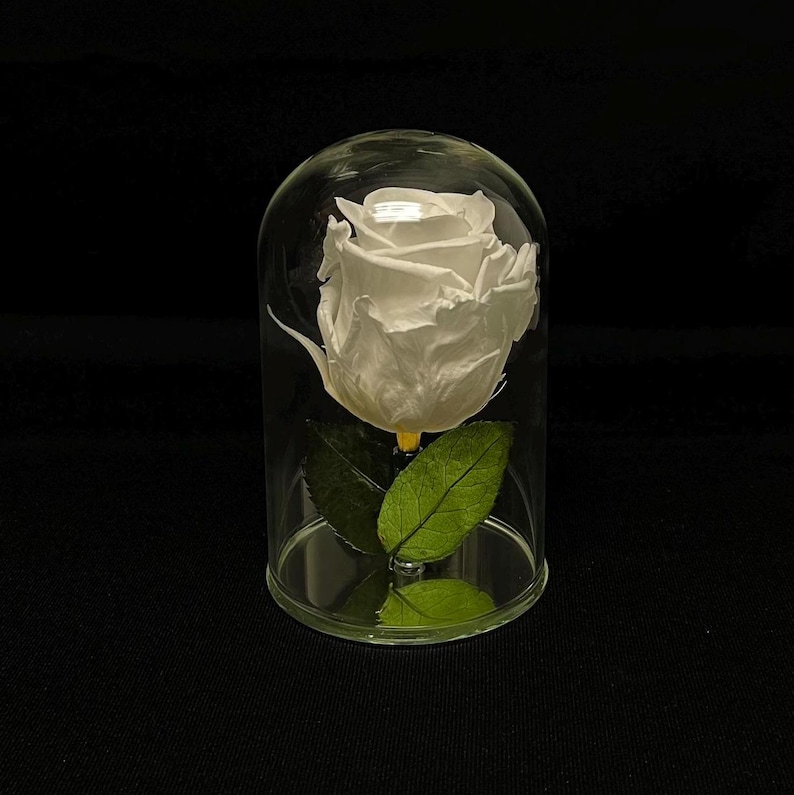 Real Preserved Rose in 5" Glass Dome: Forever Flower Gift - Etsy