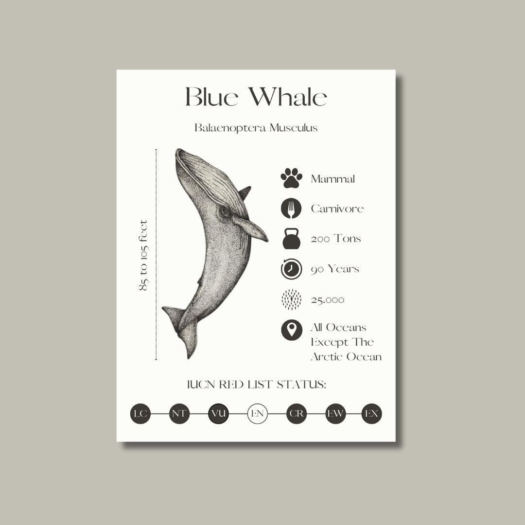 Classroom Poster World of Whales Print Blue Whale Ocean Classroom ...