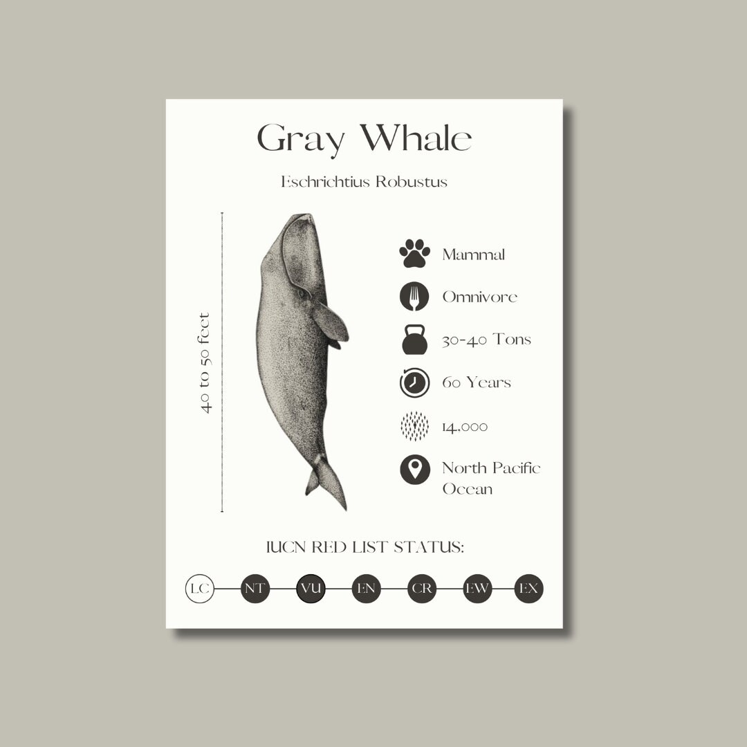 Classroom Poster World of Whales Print Gray Whale Nautical Home Decor ...