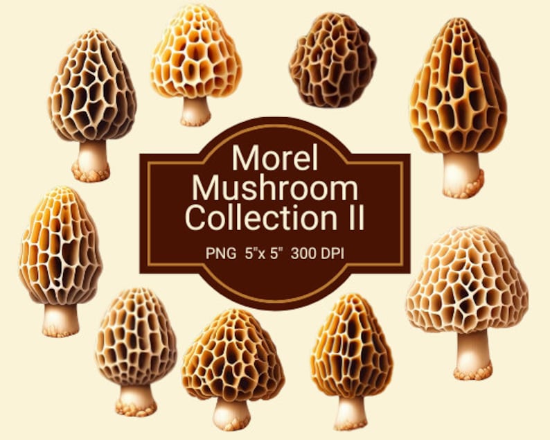 Morel Mushroom Digital Art & Clipart - High-resolution 300 DPI PNG ...