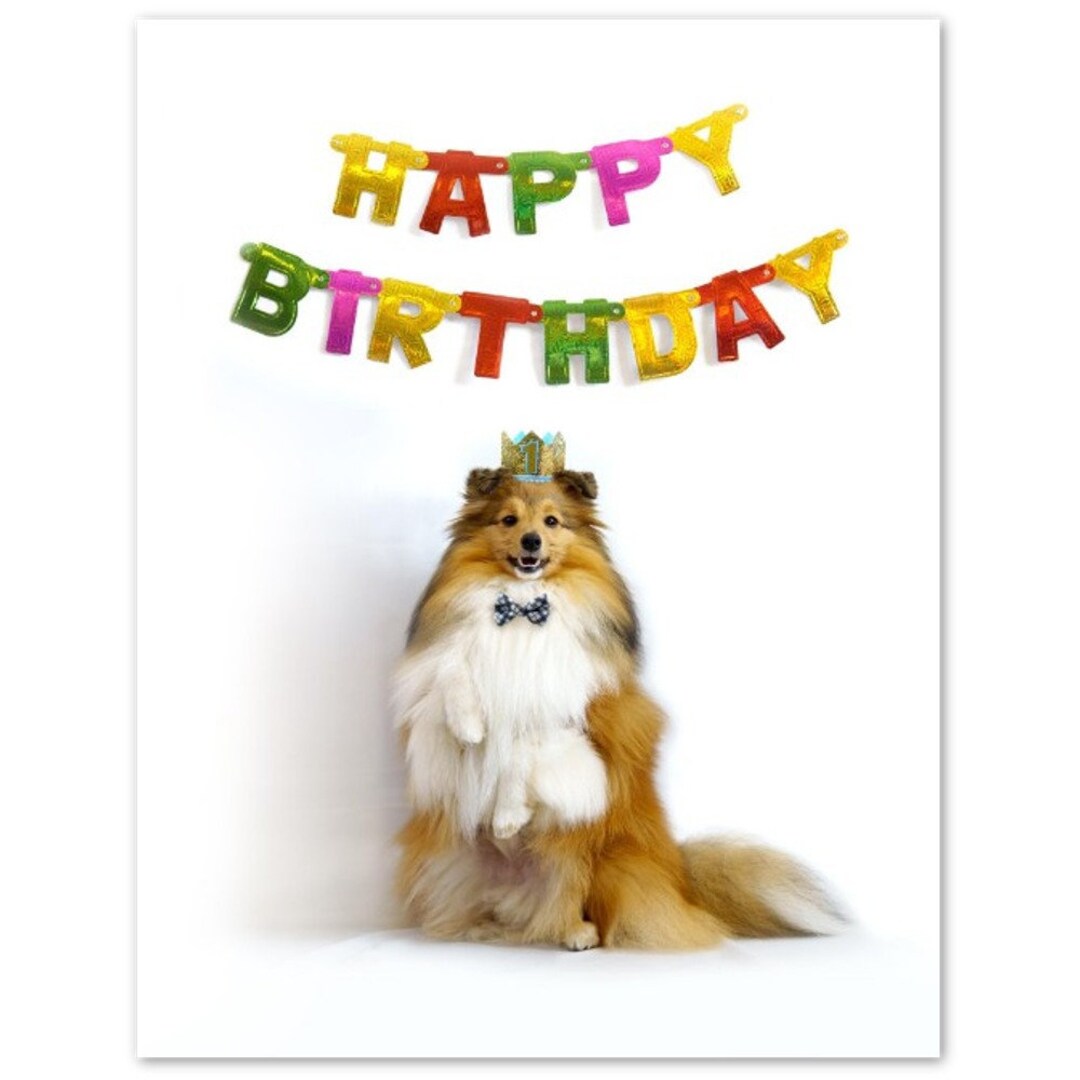 Happy Sheltie Birthday Cards || Pack of 10 Greeting Cards || Includes ...