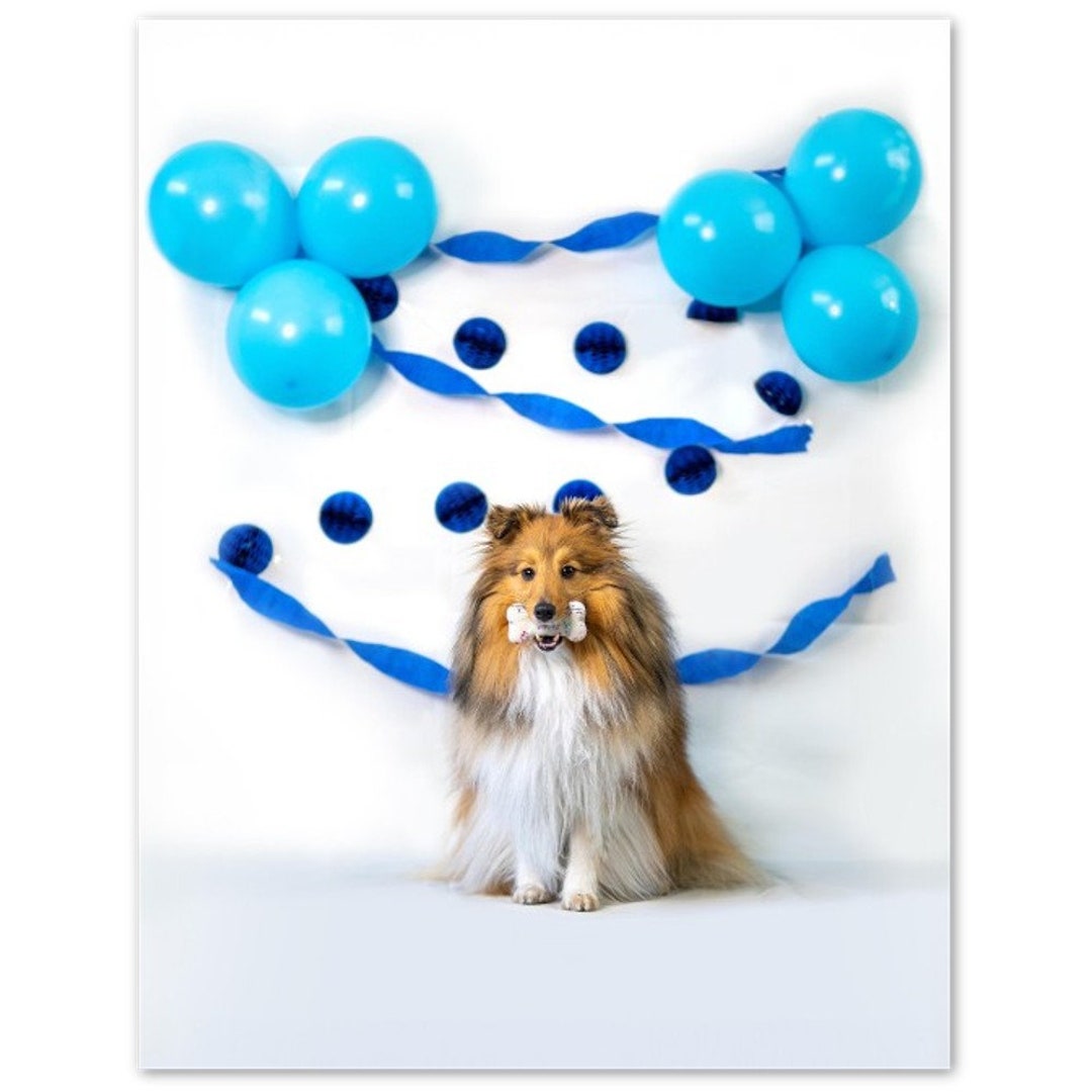 Sheltie Celebration Cards || Pack of 10 Greeting Cards || Includes ...