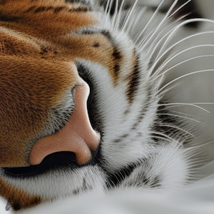 Tiger Sleeping in a Bed | Digital Download | Bedroom Decor | Art Print ...