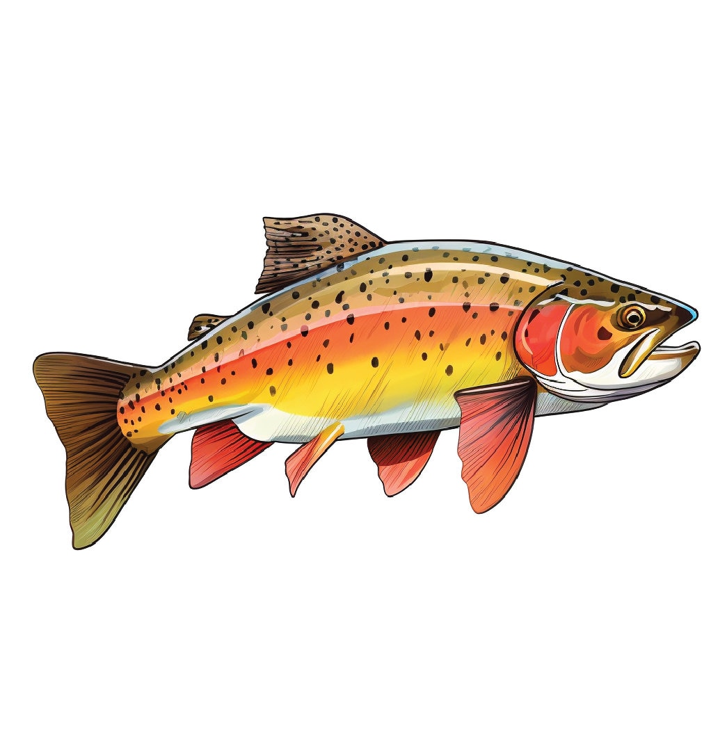 Colorado Golden Trout Decal Sticker - Etsy