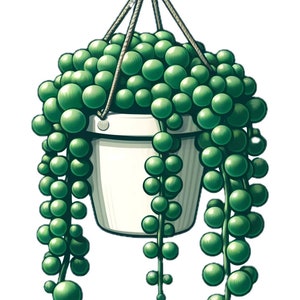 String of Pearl Decal Sticker - Etsy