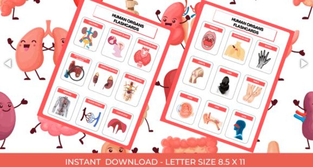 Kids Human Organs Flashcards Set Digital Download Instant Download - Etsy
