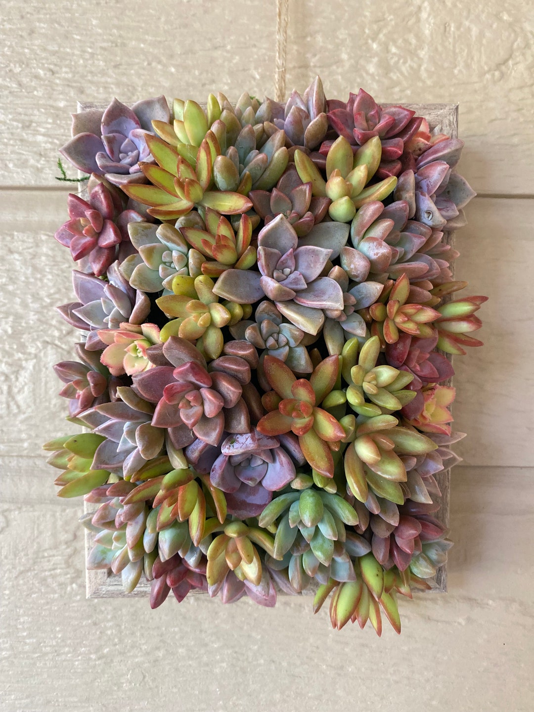 5x7” Colorful Succulent Frame Kit - Live Succulent Plants - Etsy