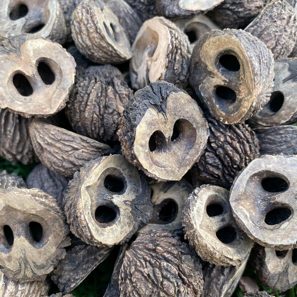 Black Walnut Shells - Etsy