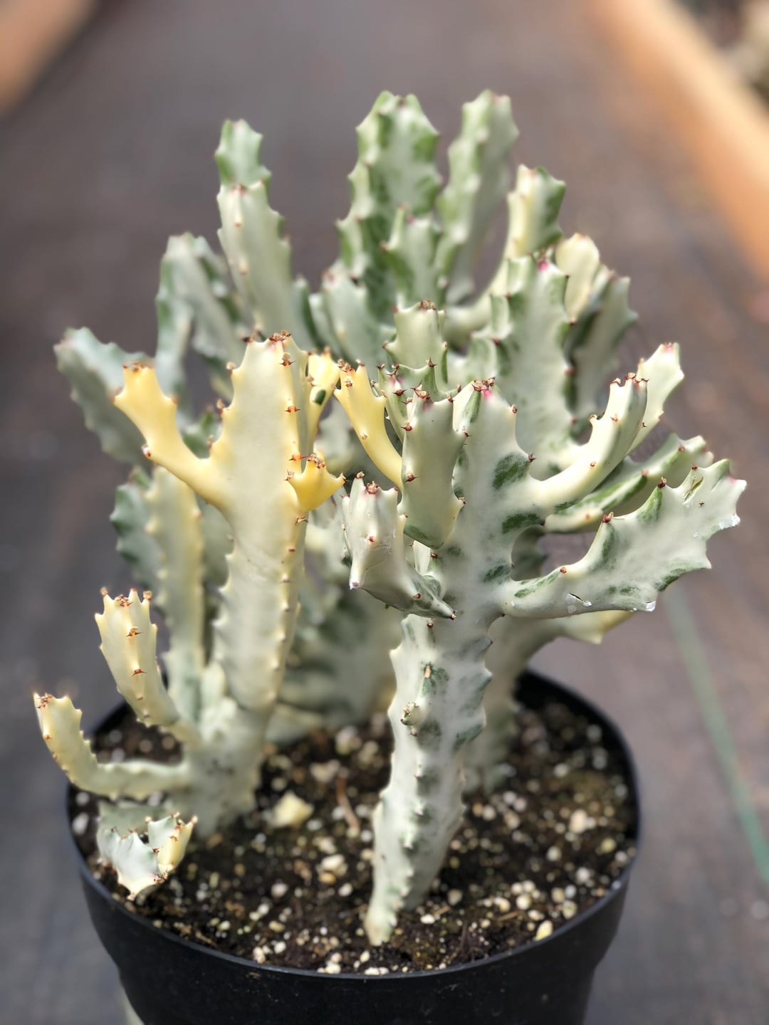 Variegated Euphorbia Dragon Tree Bones Cactus 8-10” Tall - Etsy