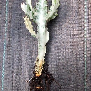 Variegated Euphorbia Dragon Tree Bones Cactus 8-10” Tall - Etsy
