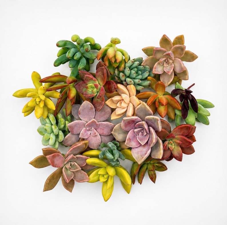 100+ Beginner Friendly Colorful Succulent Cuttings - Etsy