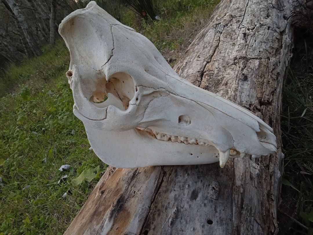 Real Domestic Pig Skull Pig Skull. Sus Scrofa Domesticus - Etsy