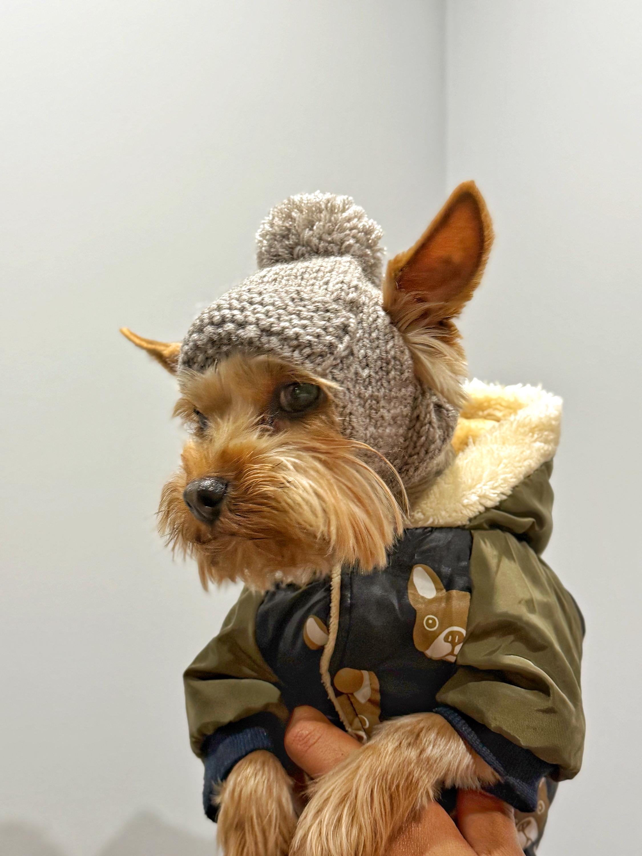 Dog Beanie With Pom-pom - Wool Winter Uhsanka Hat for Dogs, Pet Warm ...